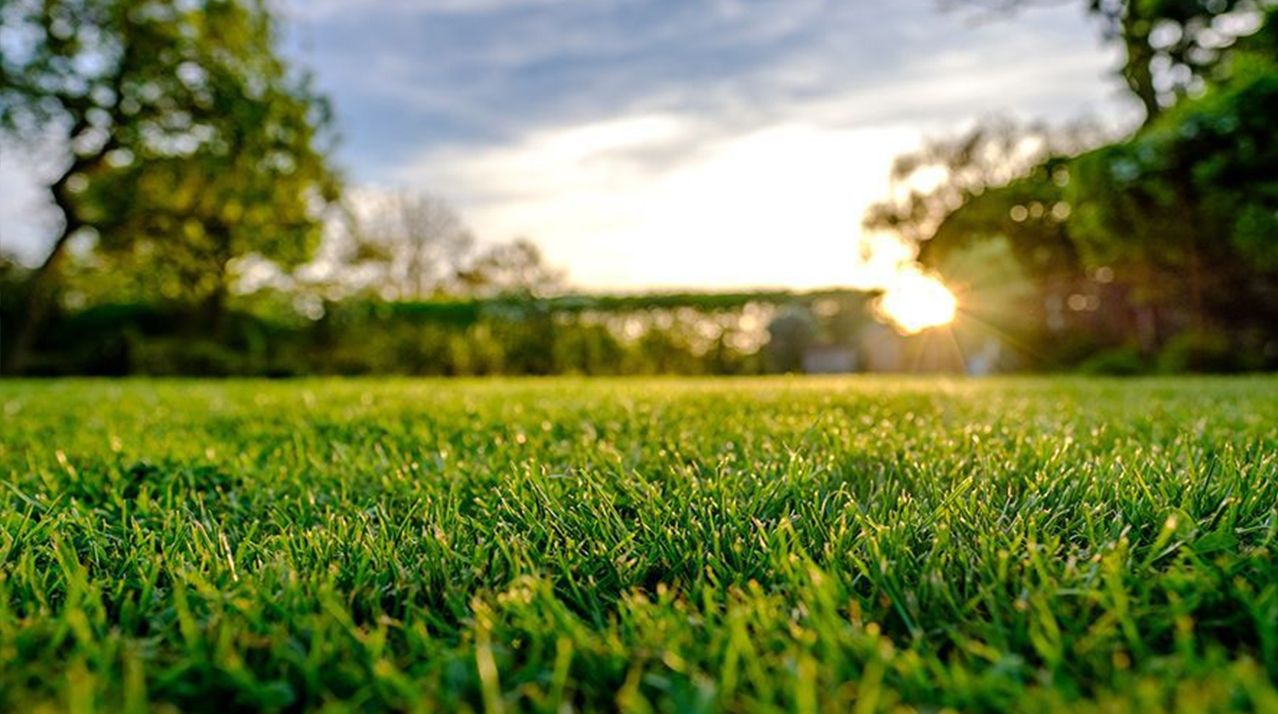 Claves para restaurar el césped seco del jardín de forma rápida y económica