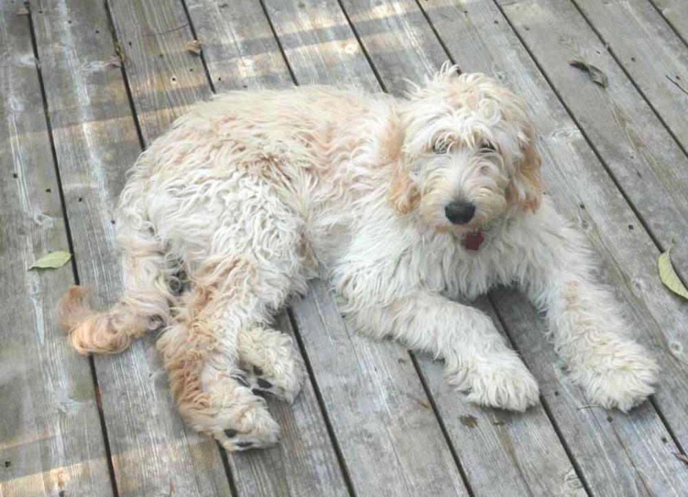 ¿Qué es un perro Doodle?