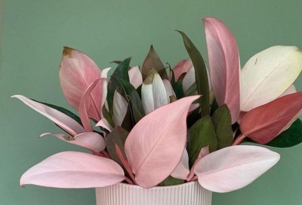 Hermosas, 5 plantas de color rosa para decorar el interior del hogar