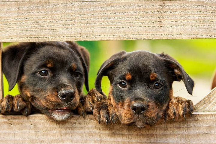 Las 7 razas de perros alemanes más populares