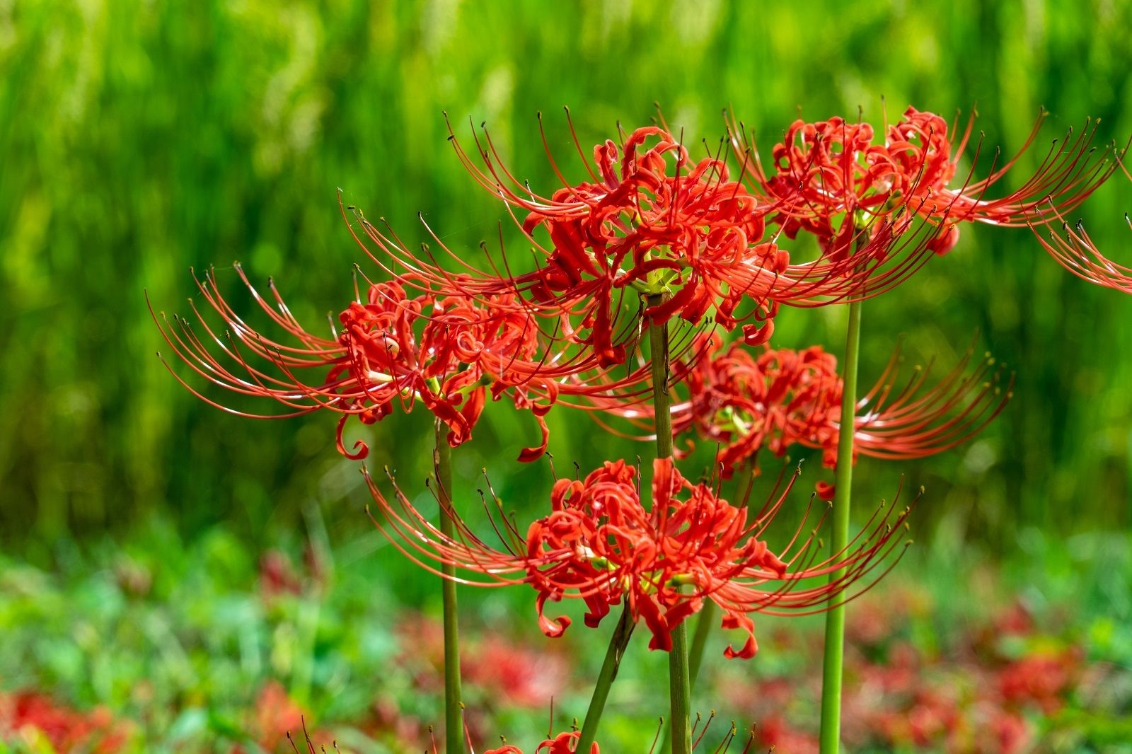 Así es la preciosa flor de infierno, imperdible para decorar el jardín
