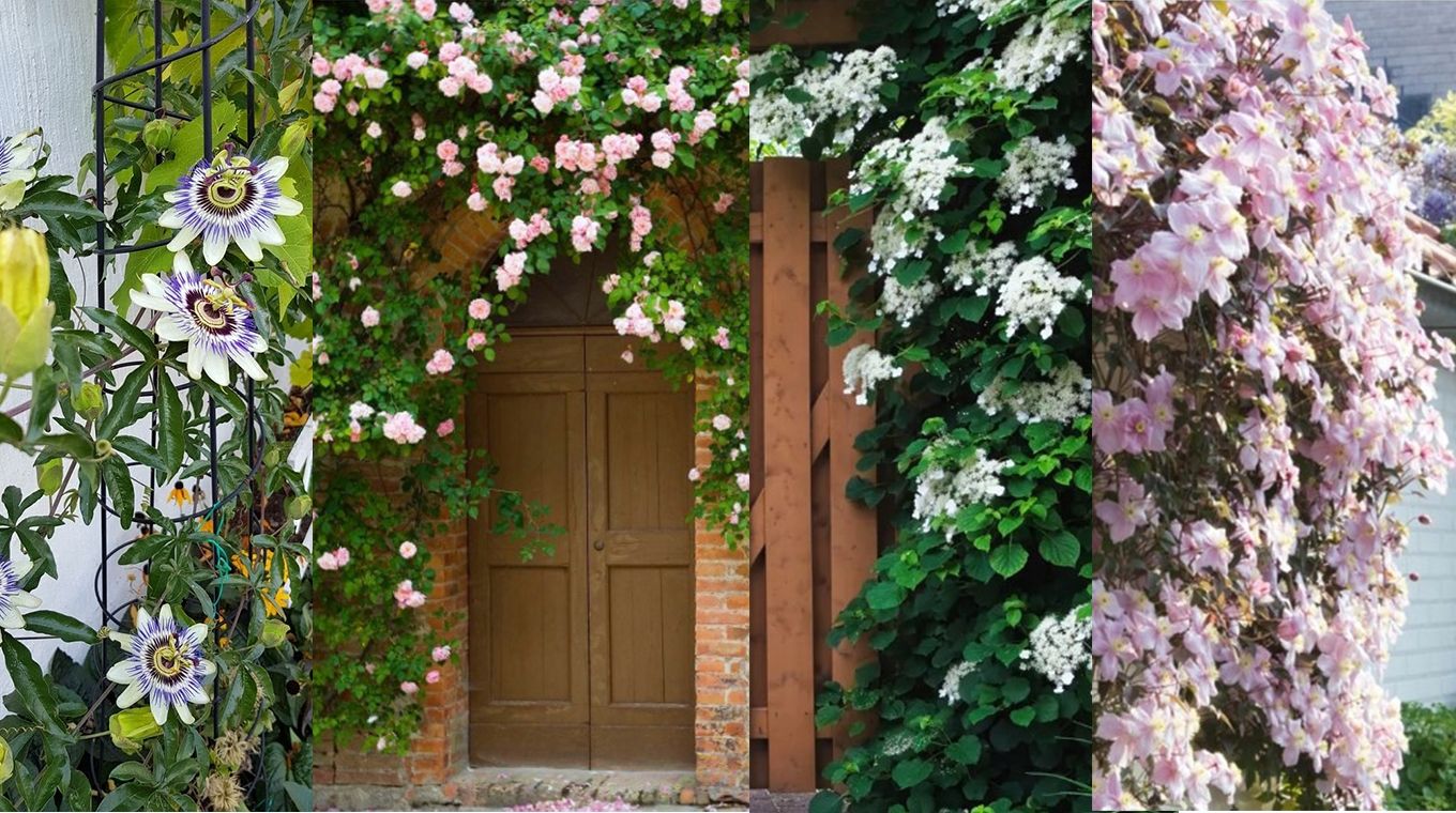 Las 11 mejores plantas trepadoras para el jardín y la casa
