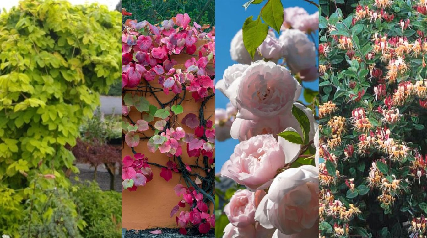 Las 11 mejores plantas trepadoras para el jardín y la casa