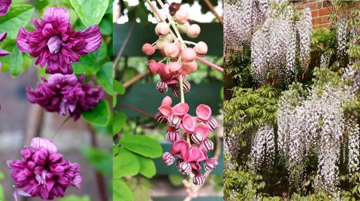 Las 11 mejores plantas trepadoras para el jardín y la casa