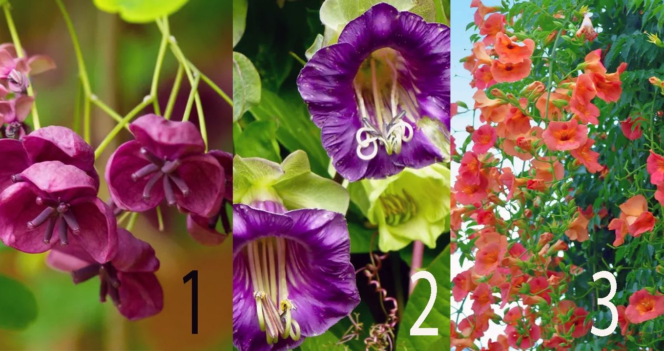 Las seis plantas trepadoras que crecen rápido y hacen más linda tu casa