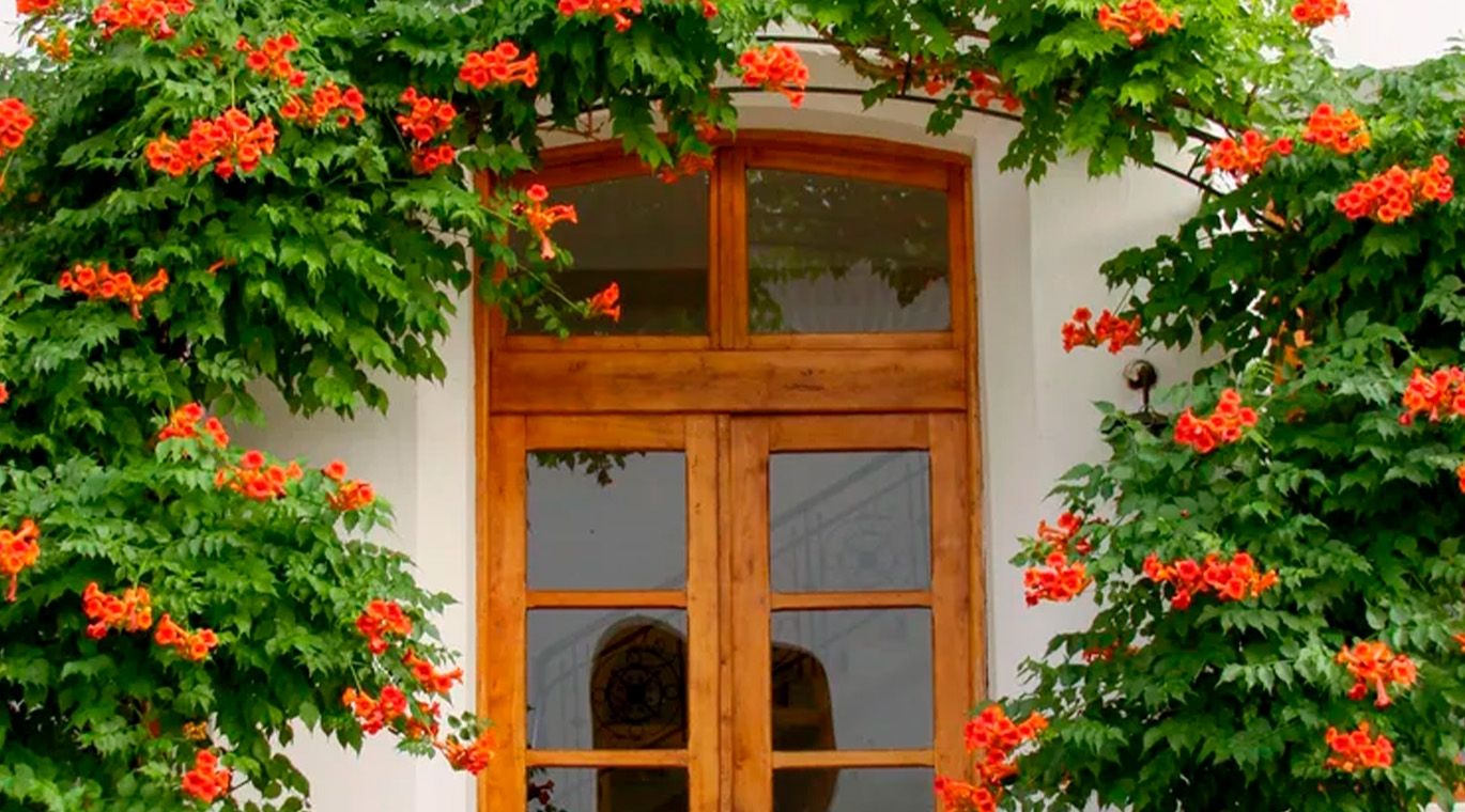 Plantas trepadoras para tener la entrada de tu casa que siempre soñaste