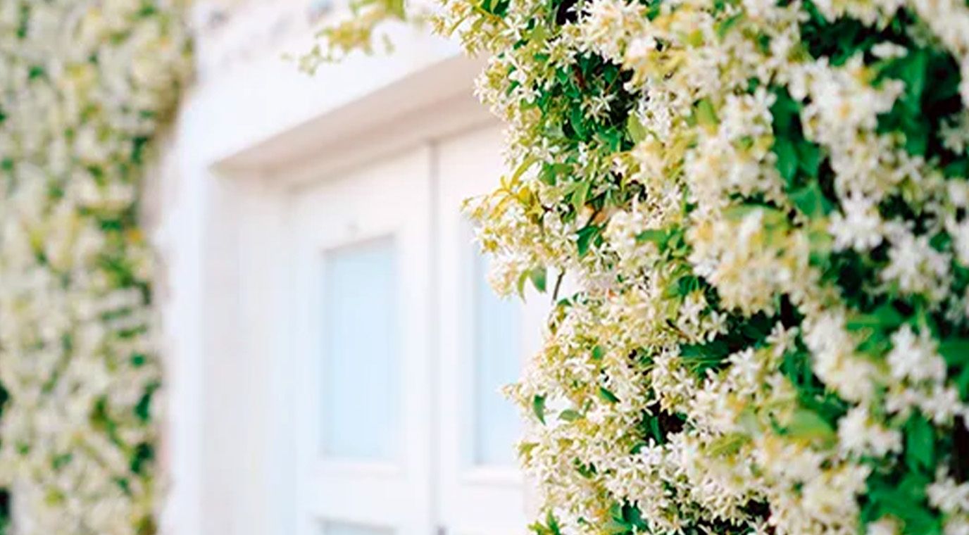Plantas trepadoras para tener la entrada de tu casa que siempre soñaste