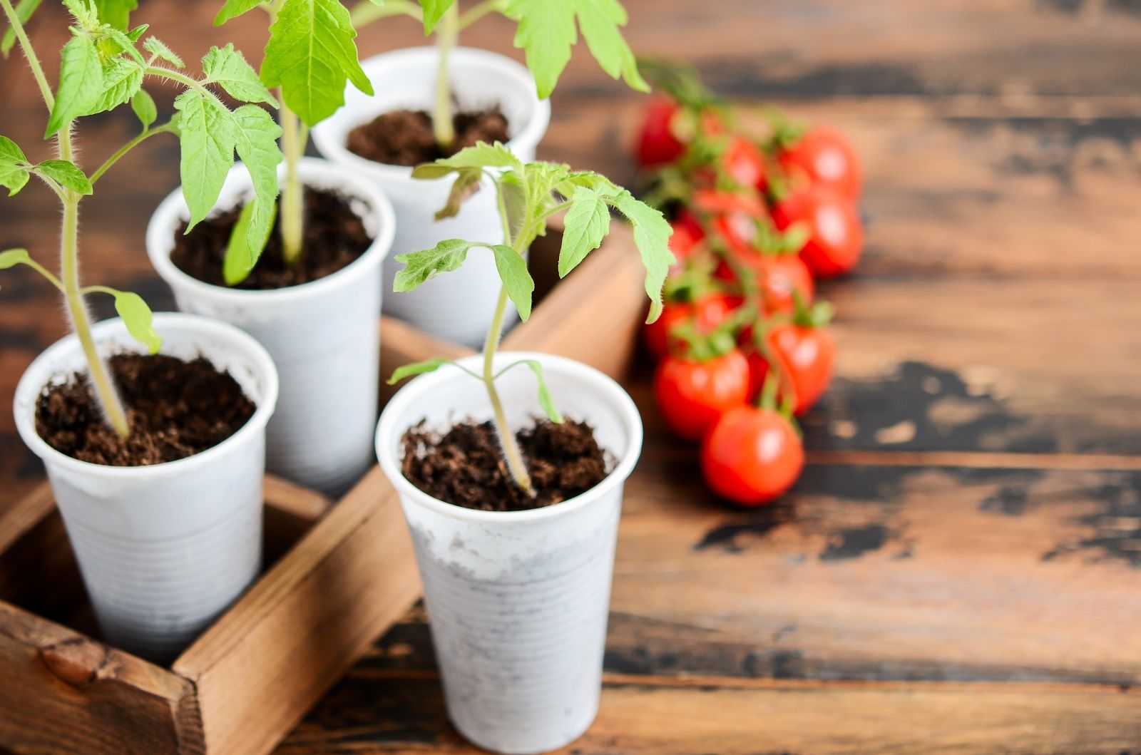 Así de simple se pueden germinar los tomates en pequeñas macetas del jardín