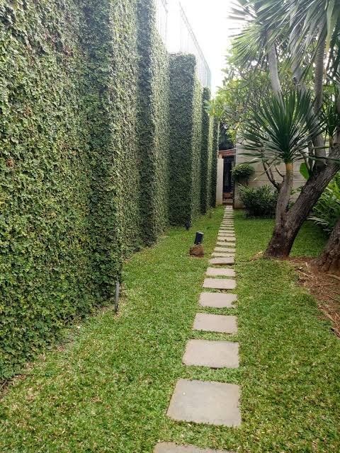 Cómo tapizar una pared con plantas trepadoras