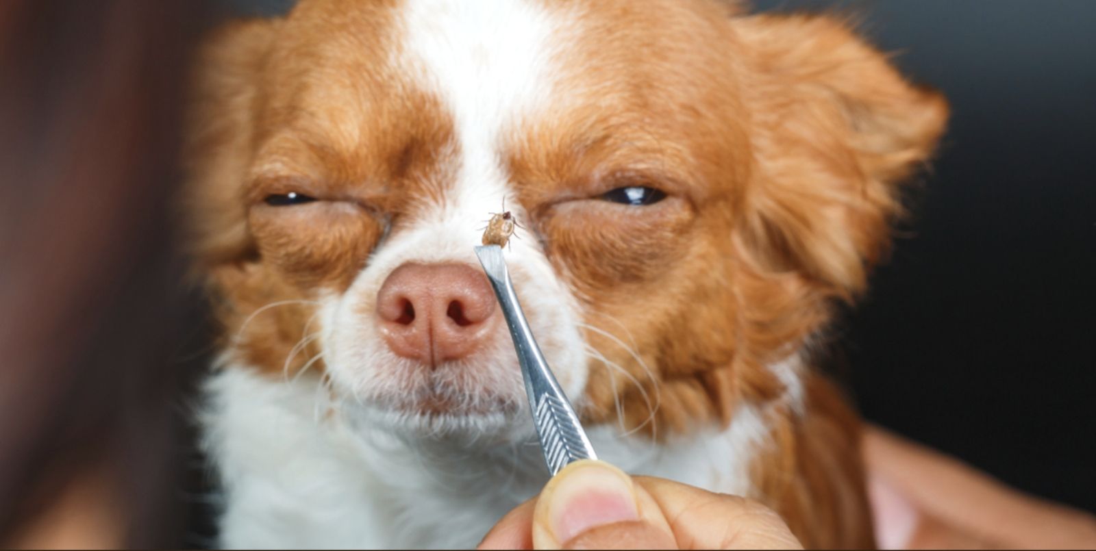 El secreto para quitar correctamente las garrapatas a un perro sin ...