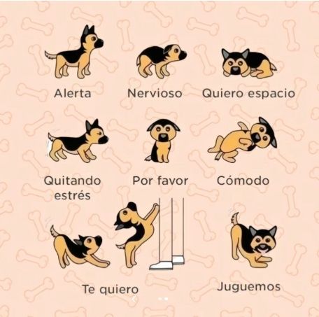 El curioso significado de las distintas posturas de los perros