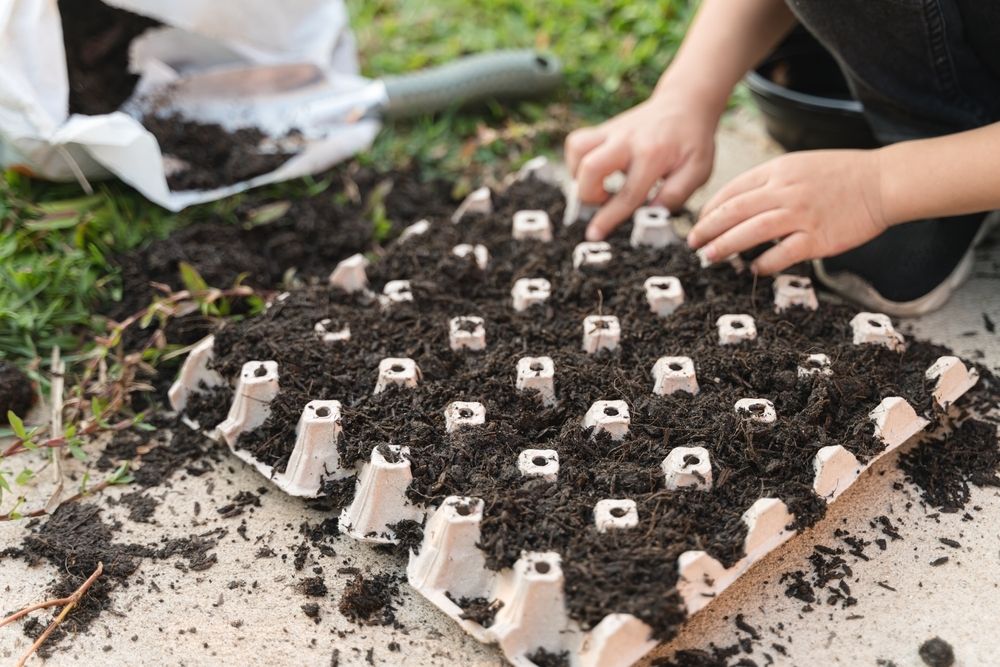 La clave definitiva para germinar semillas de pera y tener tu propio ...