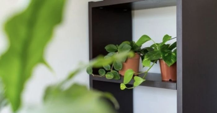 Conocé los secretos definitivos para que el potus crezca más rápido