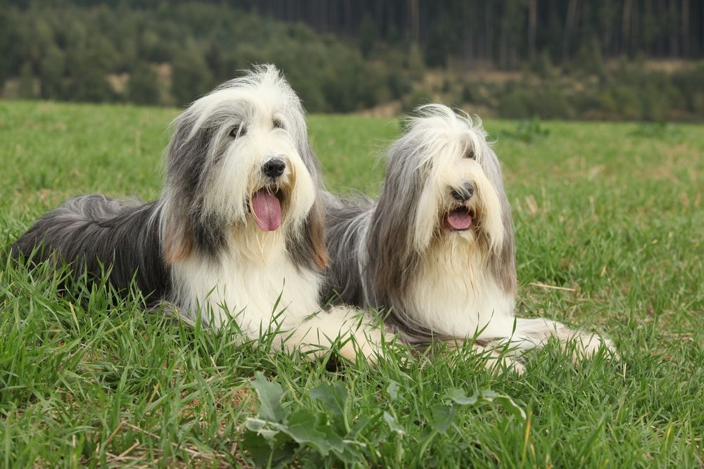 Las razas de perro con barbas y bigotes adorables