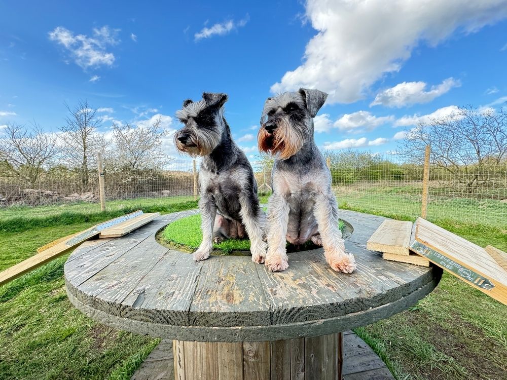 Las razas de perro con barbas y bigotes adorables