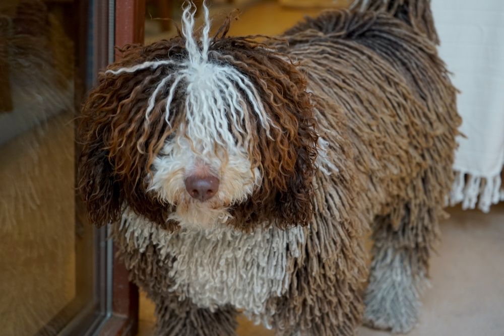 Esta es la raza de perro más rara del mundo