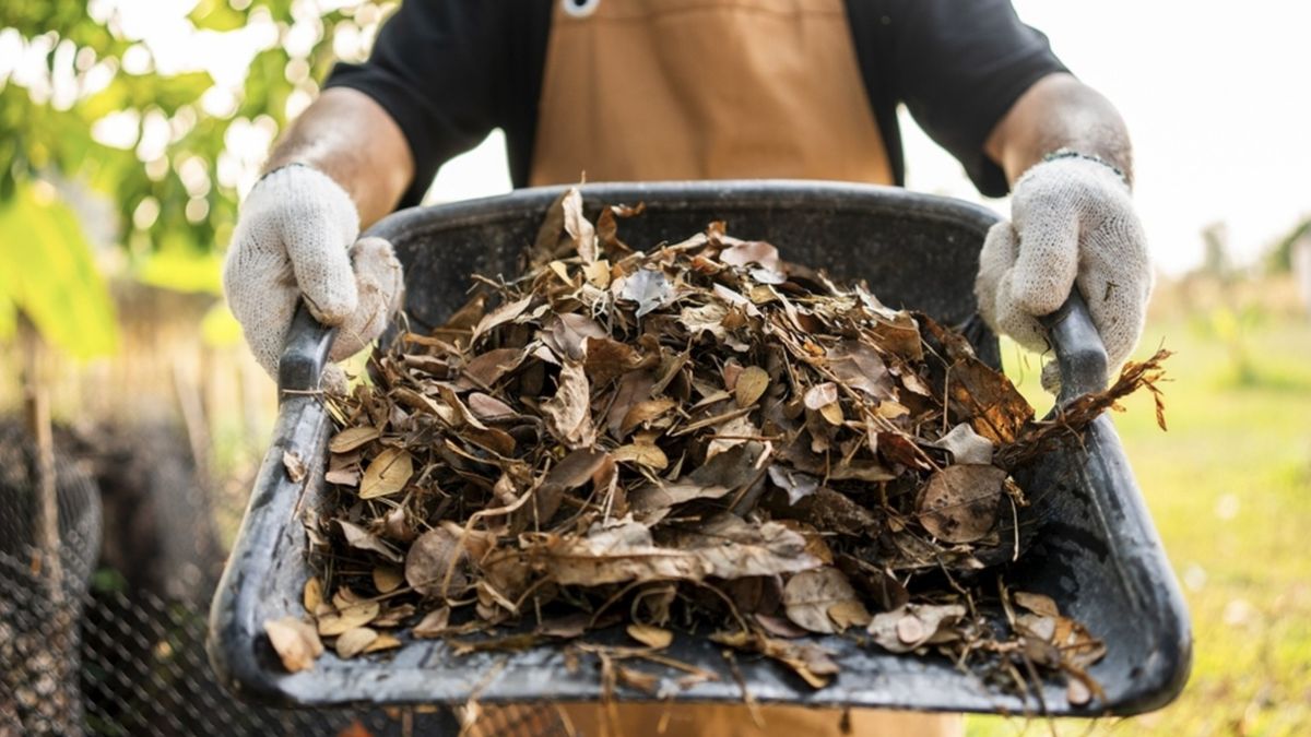 Cómo crear un potente abono casero con las hojas secas de otoño
