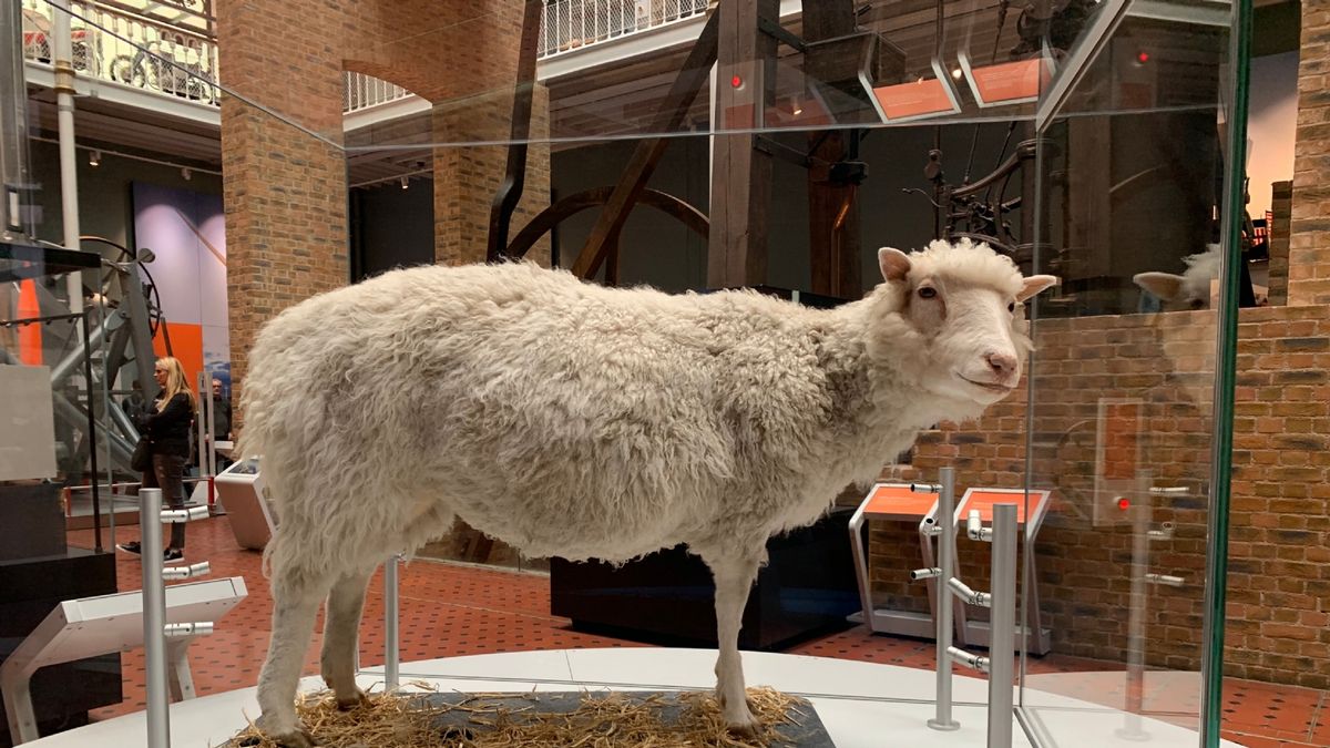 Se cumplen 27 años de la clonación de la oveja Dolly