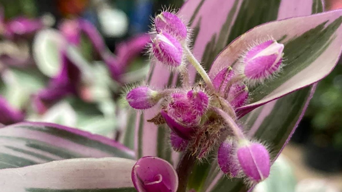 Matalí, la planta tabasqueña con propiedades curativas