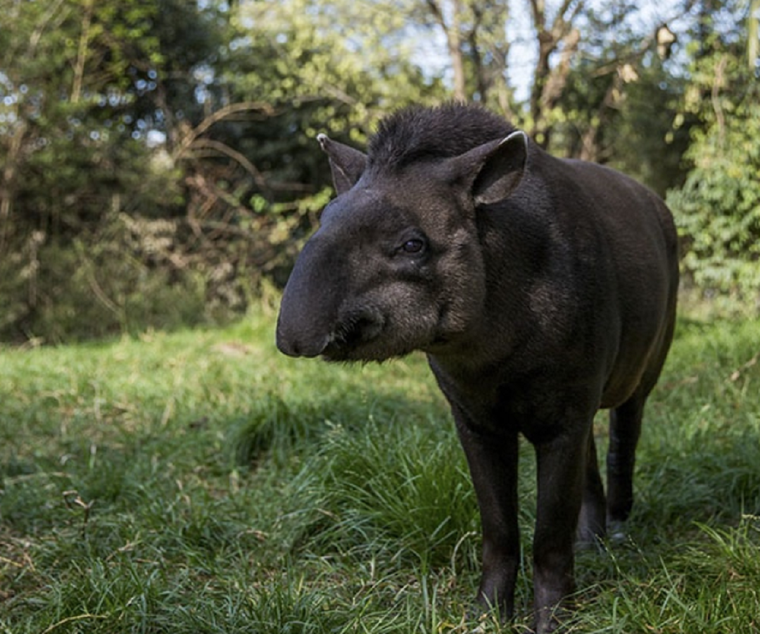 Cuál es el mamífero que desde hoy es considerado Monumento Natural jujeño