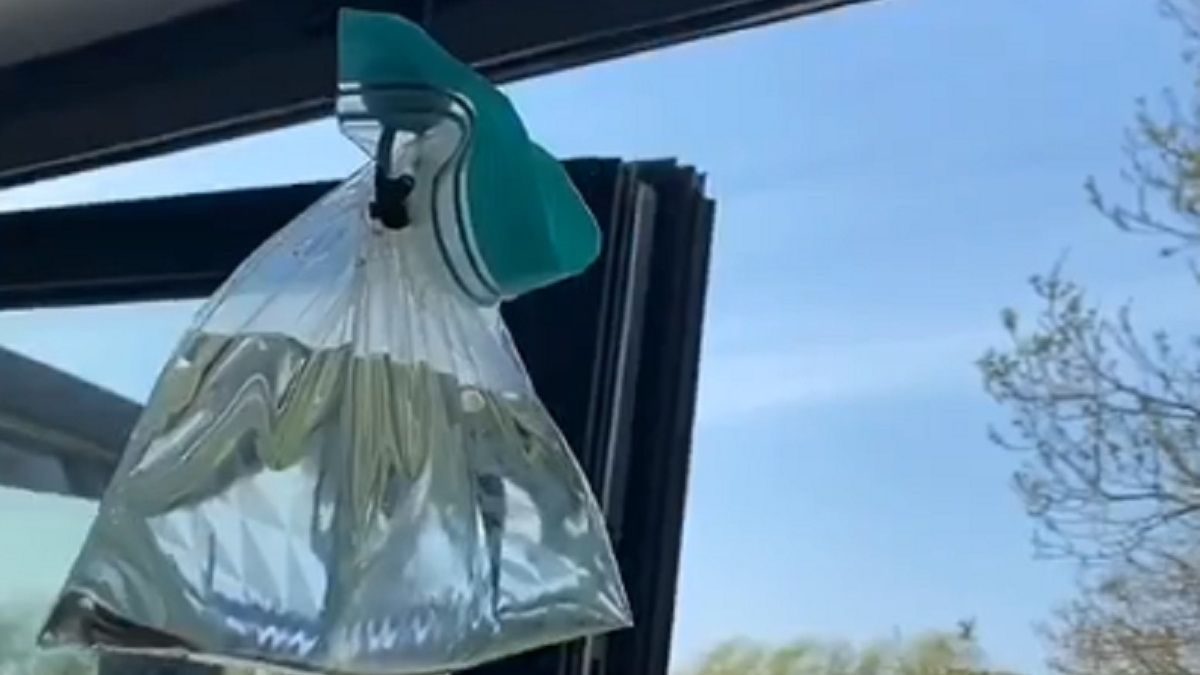 Mujer enseña efectivo truco para ahuyentar a las moscas y se hace viral