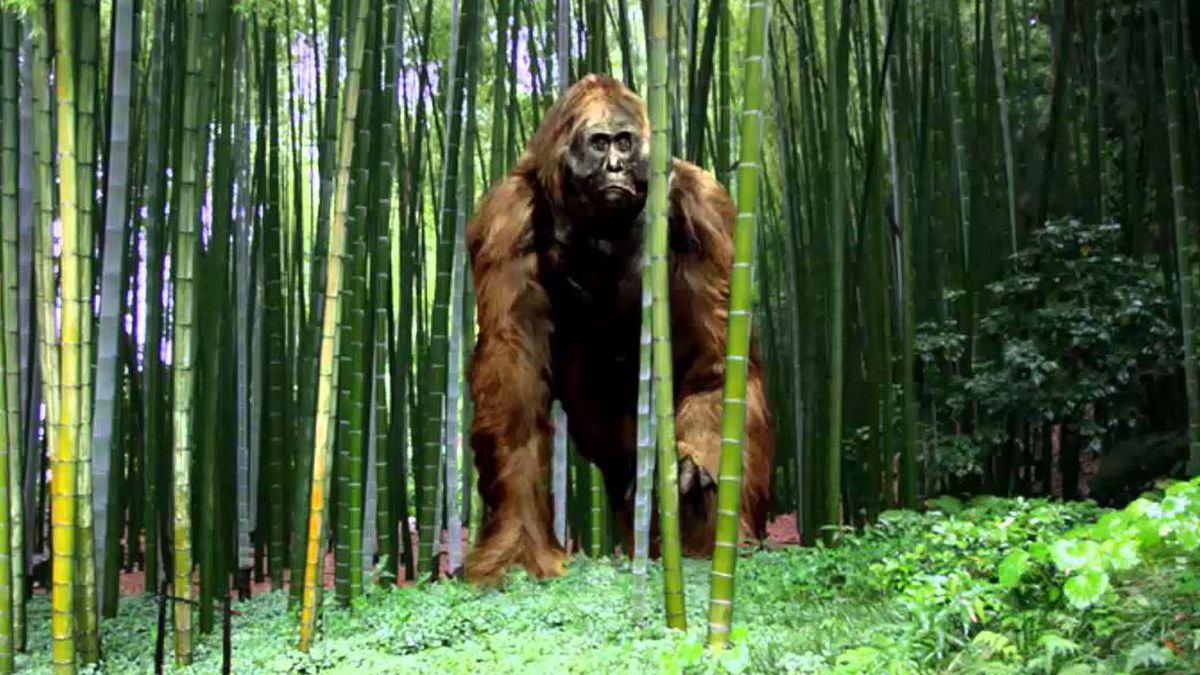 Revelan la causa de extinción del simio más grande del mundo