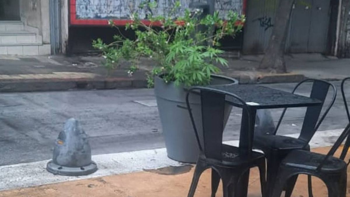 La Policía Secuestró Una Planta De Marihuana Que Creció En Una Maceta