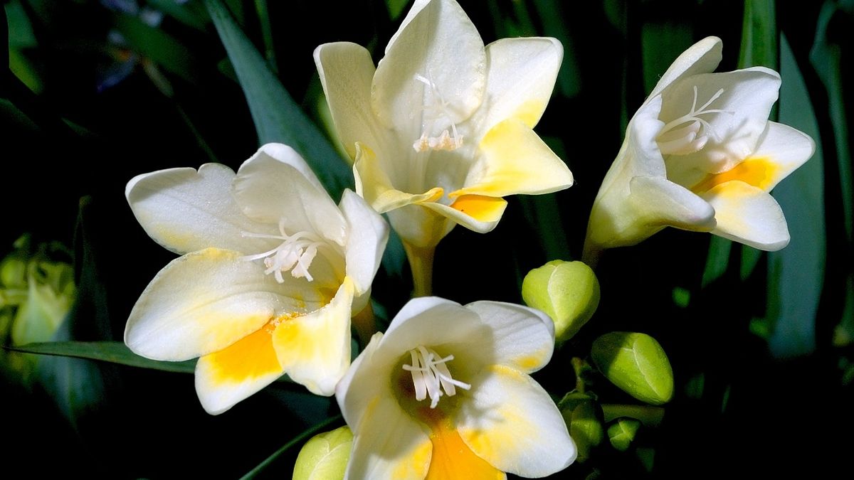 Nardo: todos los cuidados que debes darle a esta preciosa flor estival