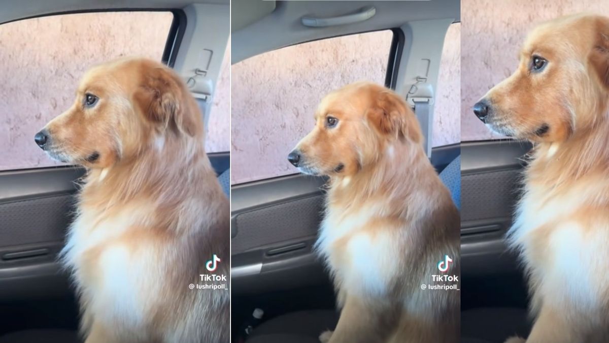 Lo bañaron y se ofendió: el video viral de un perro que conquista TikTok