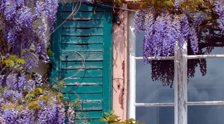 Las mejores plantas trepadoras de exterior para tu casa