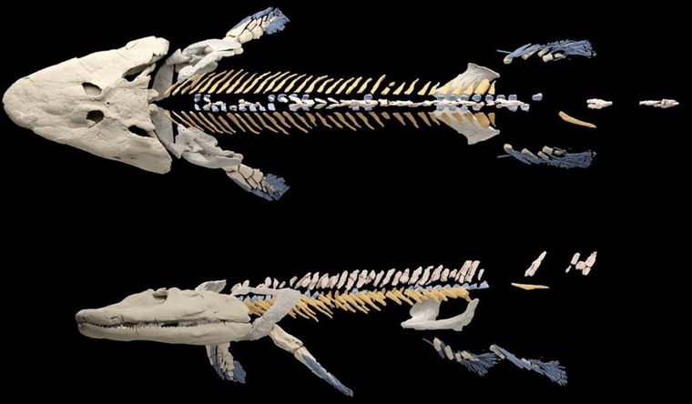 El fósil de un pez de 375 millones de años revela datos sobre la evolución