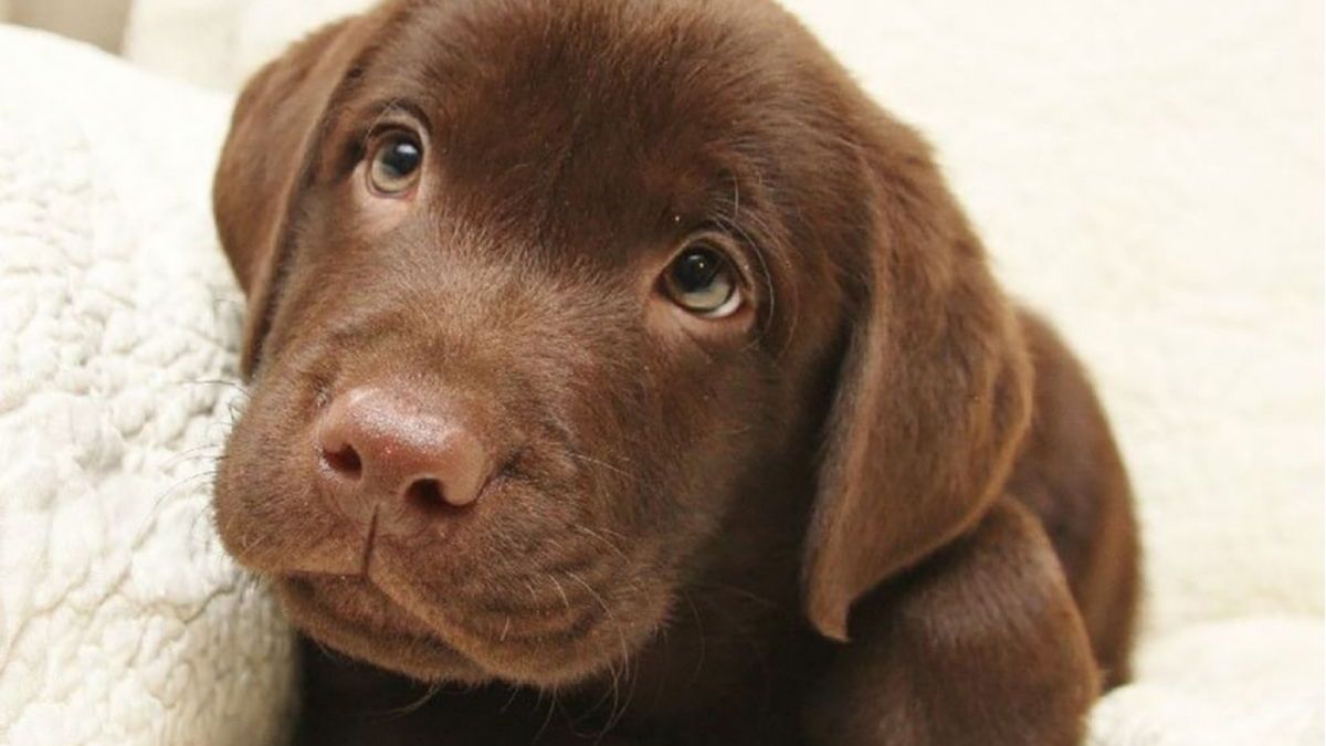 Top: las 5 razas de perros más alegres