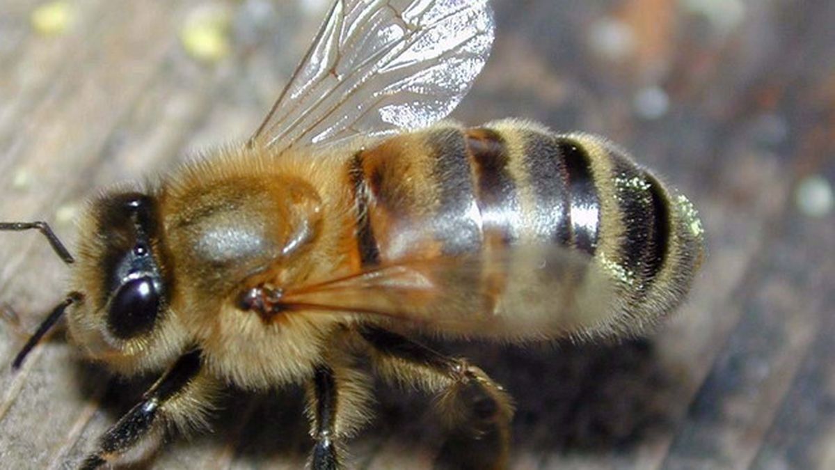 Una mosca parasitaria letal con las abejas de miel