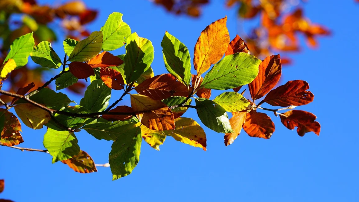 Descubre el árbol otoñal ideal para darle color a tu jardín y cómo cuidarlo