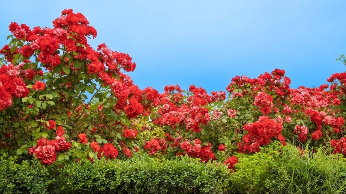 Las mejores plantas trepadoras fáciles de cuidar e ideales para el jardín