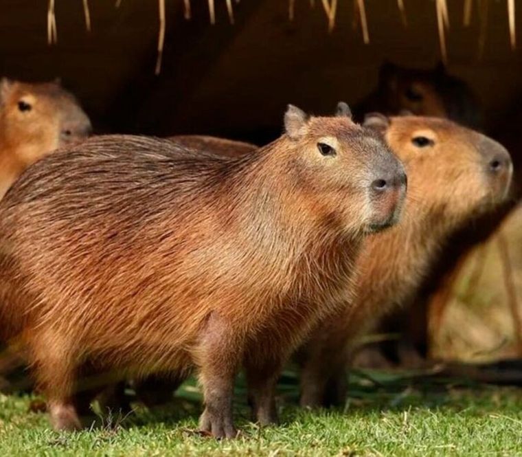 Cómo hacer para activar el Modo Capibara en tu Whatsapp