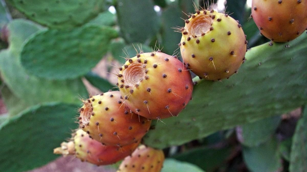 Descubre el cactus comestible lleno de nutrientes