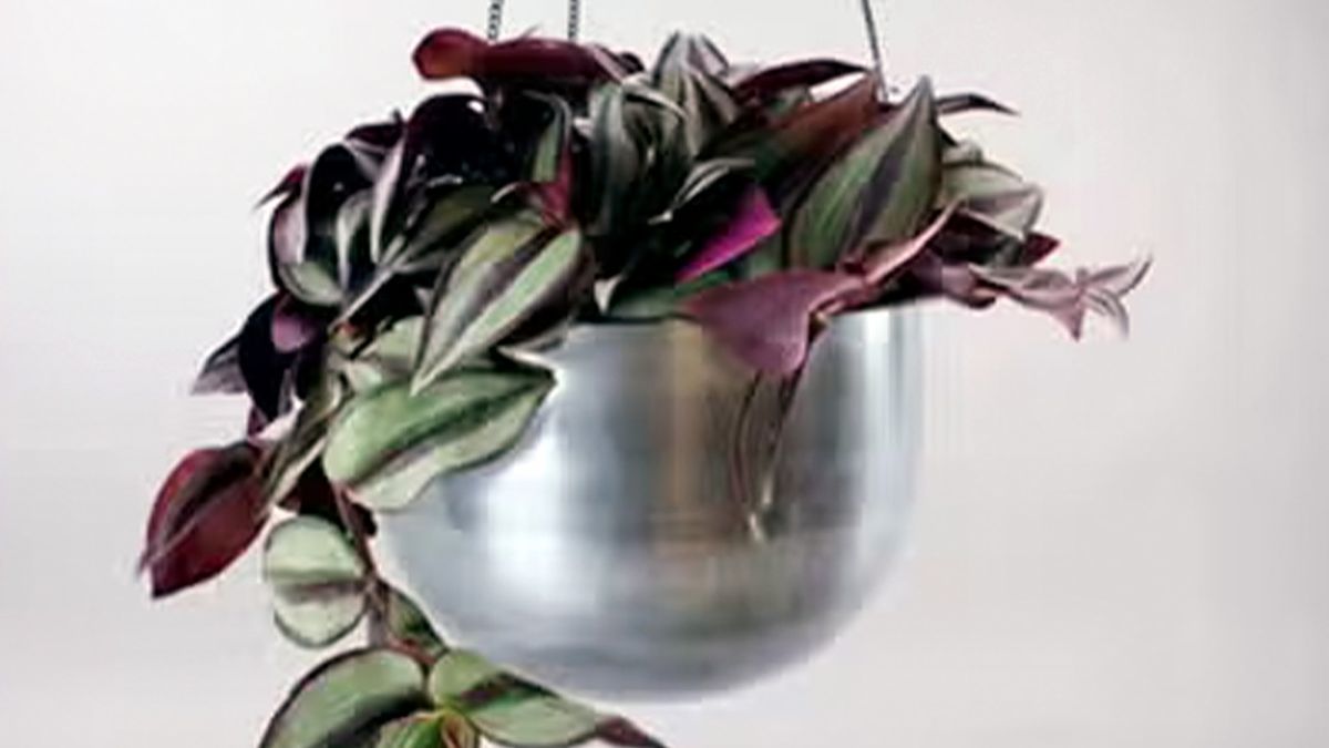 Las mejores plantas trepadoras para decorar el interior de tu casa