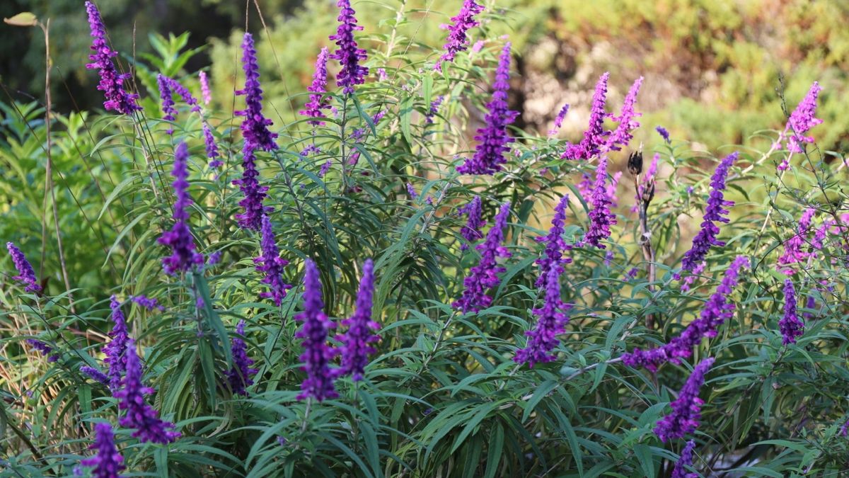 Cinco plantas aromáticas que renovarán tu hogar y tu ánimo