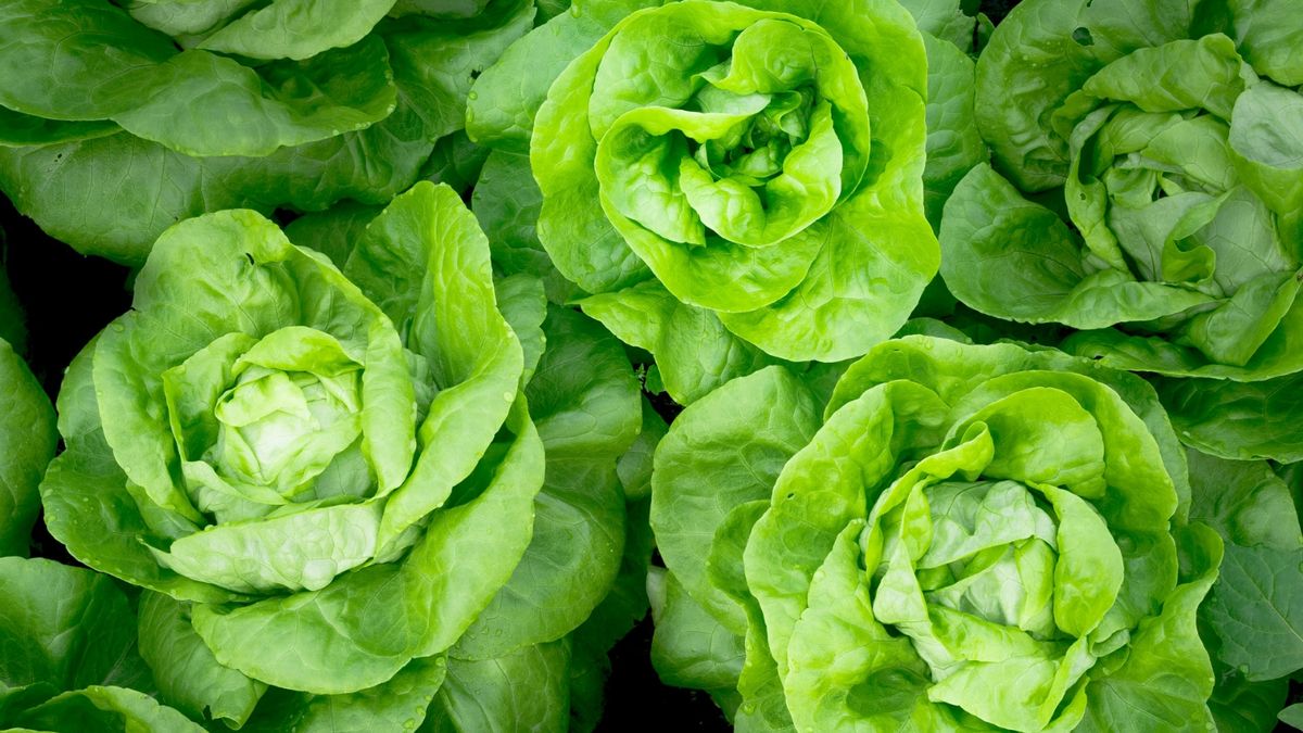 Todos los tipos de lechuga y cuál es el más saludable