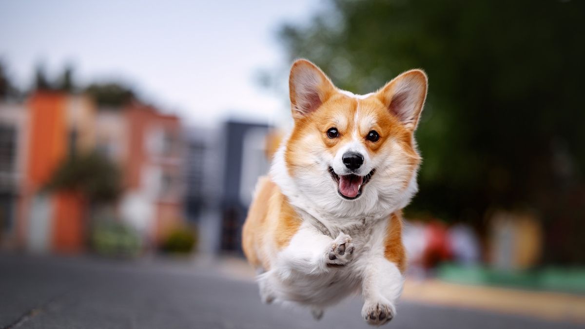 Mascotas: los cuatro alimentos que son espectaculares para tu perro y ...