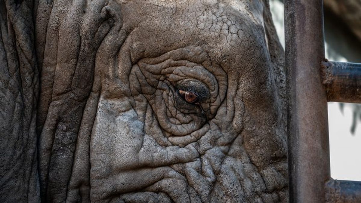 La elefanta Kenya deja el Ecoparque y viajará 4 días para llegar a un ...