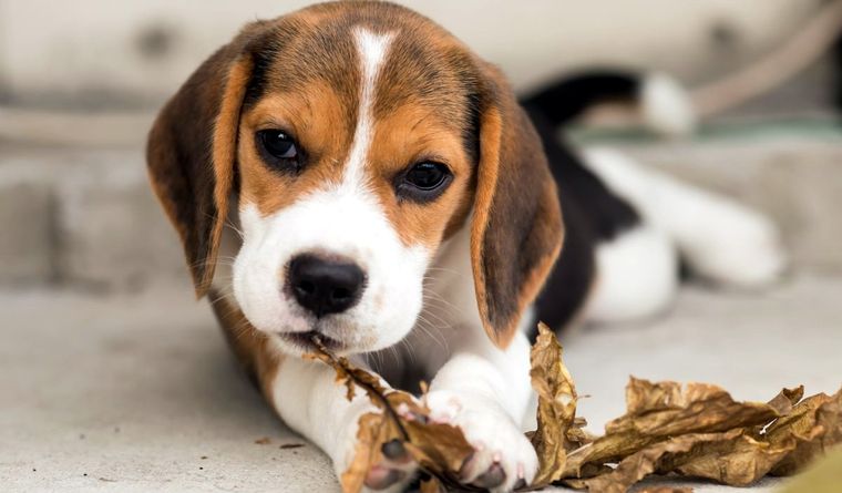 Bienvenido a casa: ¿qué hacer cuando un cachorro llega al hogar?