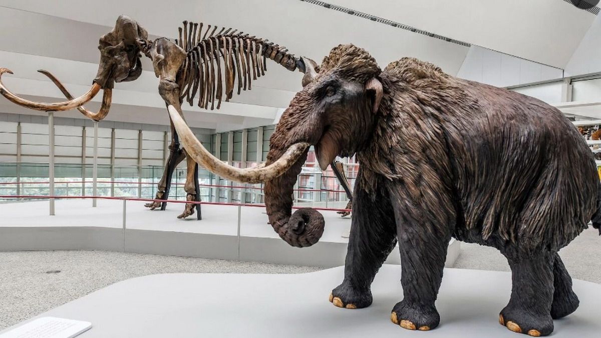 Hallazgo sorprendente: descubrió en su bodega a un mamut de 40.000 años