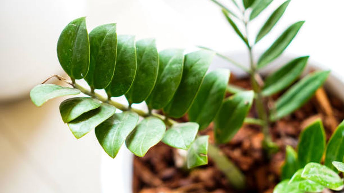 Las mejores plantas para decorar departamentos sin balcón ni sol directo
