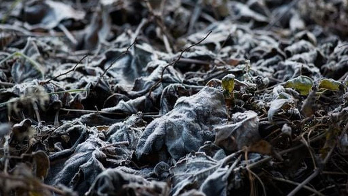 Helada negra: qué diferencia tiene con la blanca y cómo prevenirla
