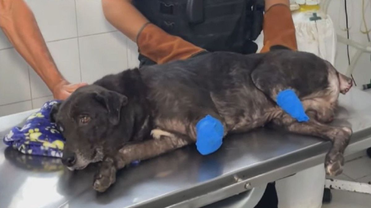 Le amputaron dos patitas a un perro y el caso es aberrante
