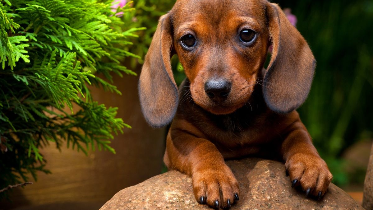 Estos son los cruces de perro salchicha más adorables y que pueden ser ...