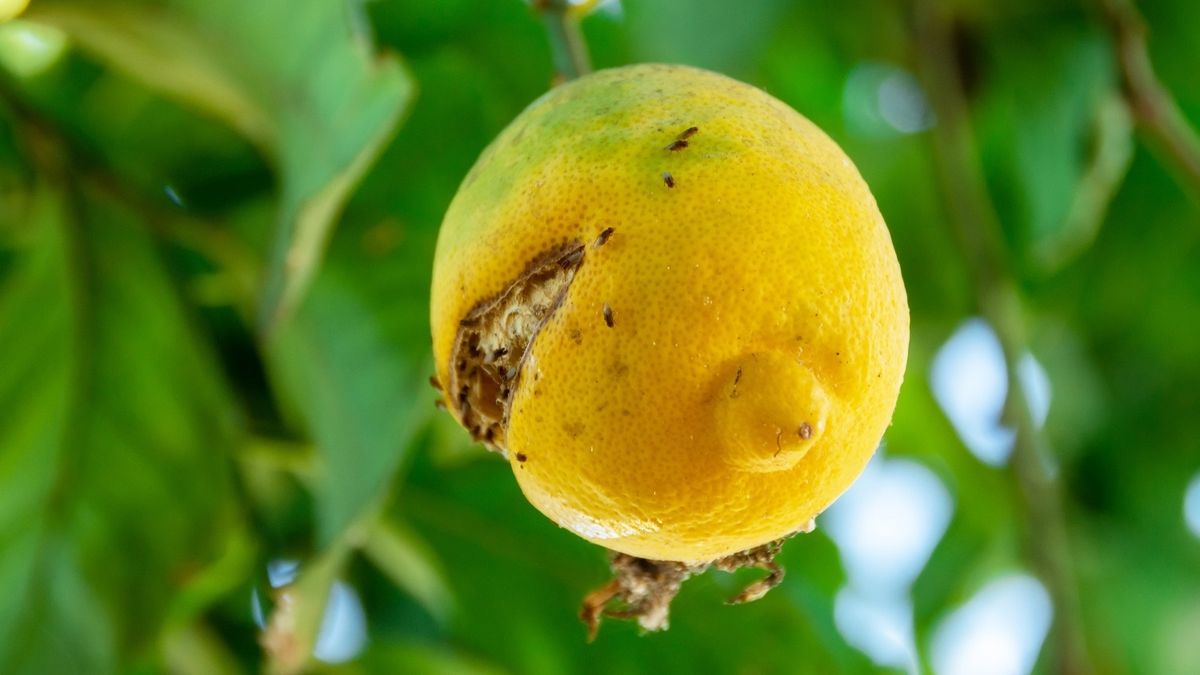 Usar pimienta para combatir las plagas del jardín: por qué recomiendan aplicarlo al limonero