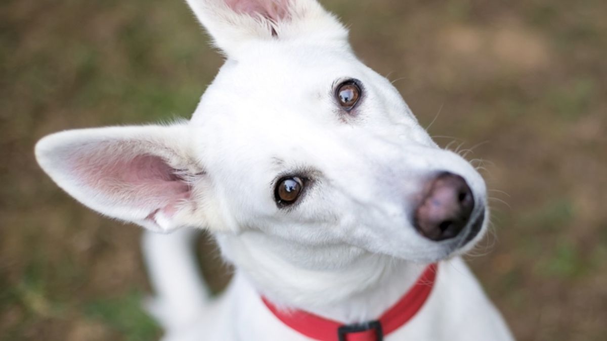 ¿Por qué los perros inclinan la cabeza hacía un lado?